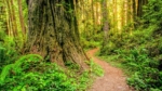 How to Plant, Grow, and Care For Redwood Trees