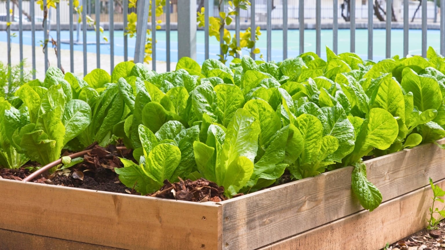 5 Tips for Growing Lettuce in Raised Beds