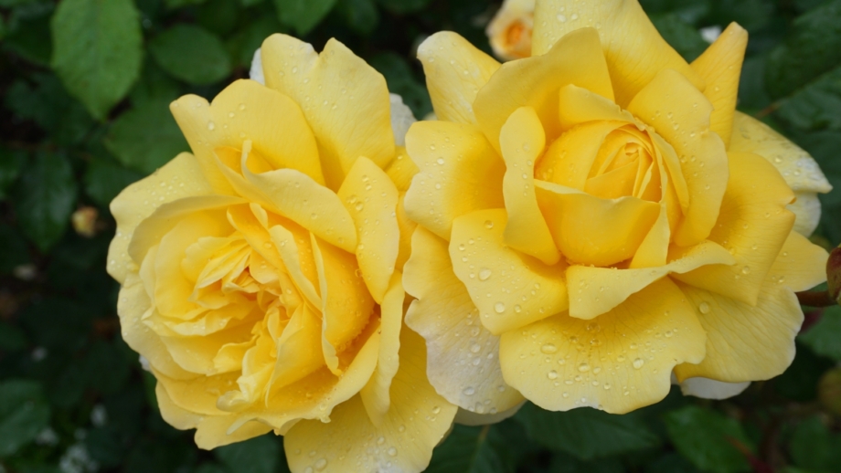 7 No-Fail Rose and Hydrangea Combos for Your Garden