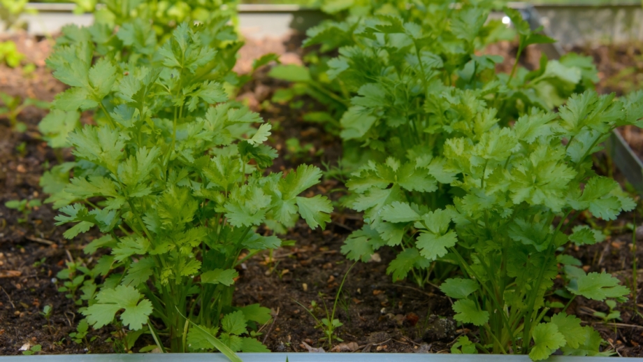 How to Plant, Grow, and Care for Cilantro