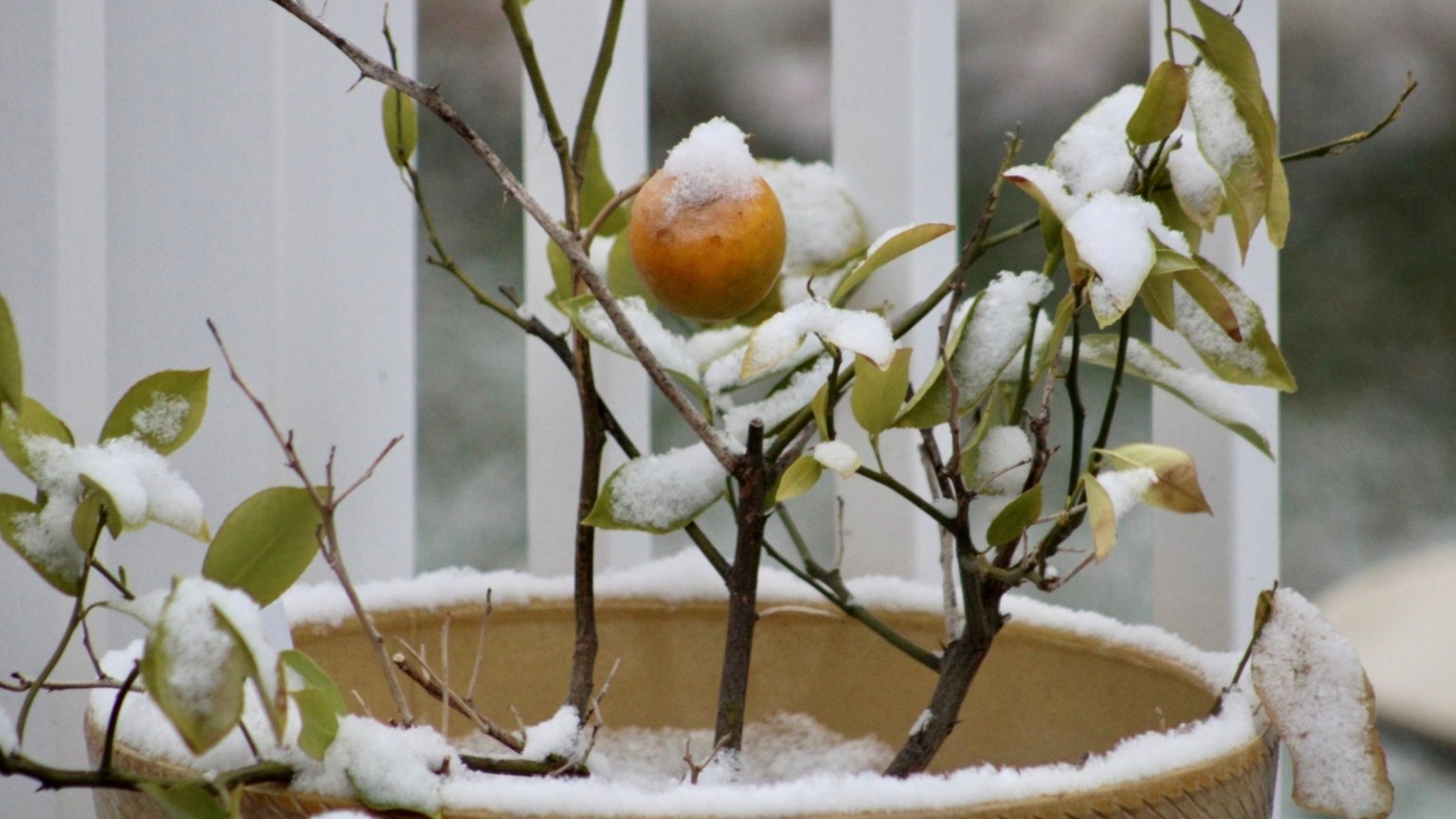 How to Plant, Grow, and Care for 'Improved Meyer' Lemon Bushes