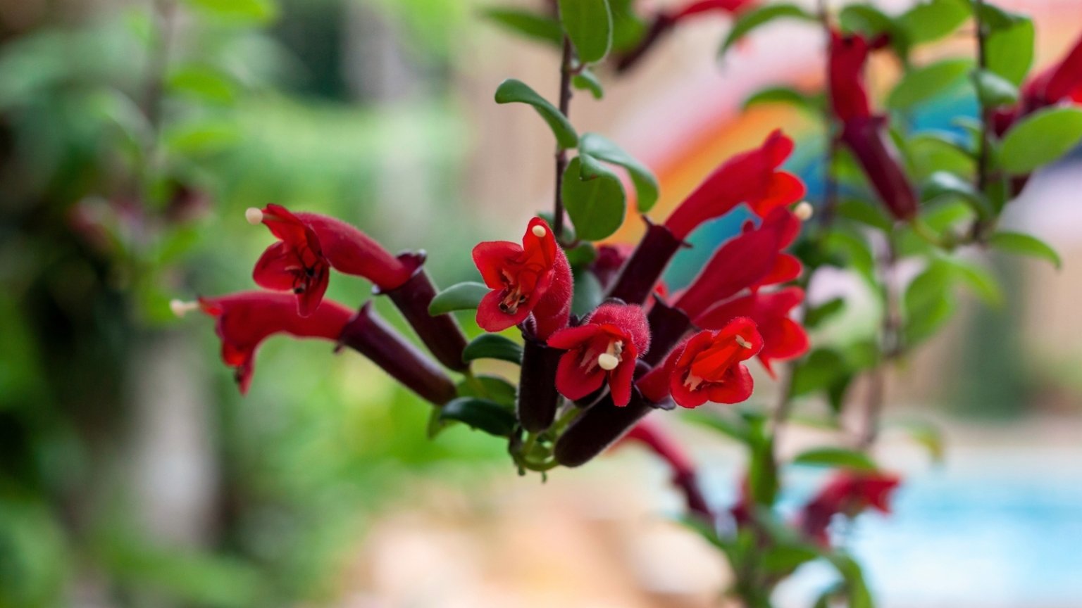 13 Tropical Plants With Red Flowers