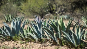 What Kind of Soil Does Agave Need?