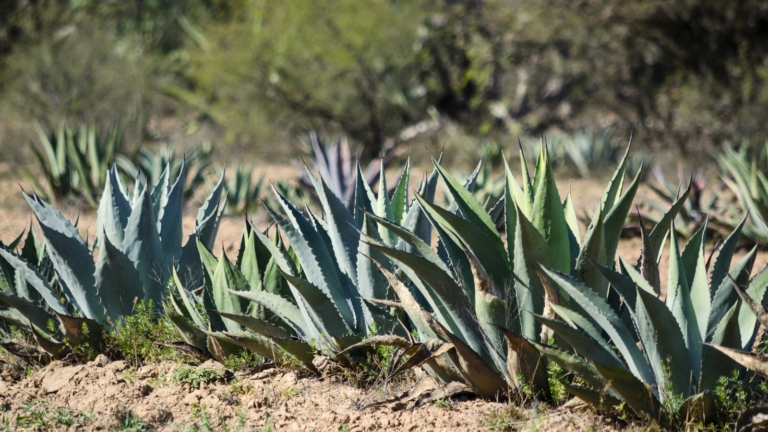 What Kind of Soil Does Agave Need?