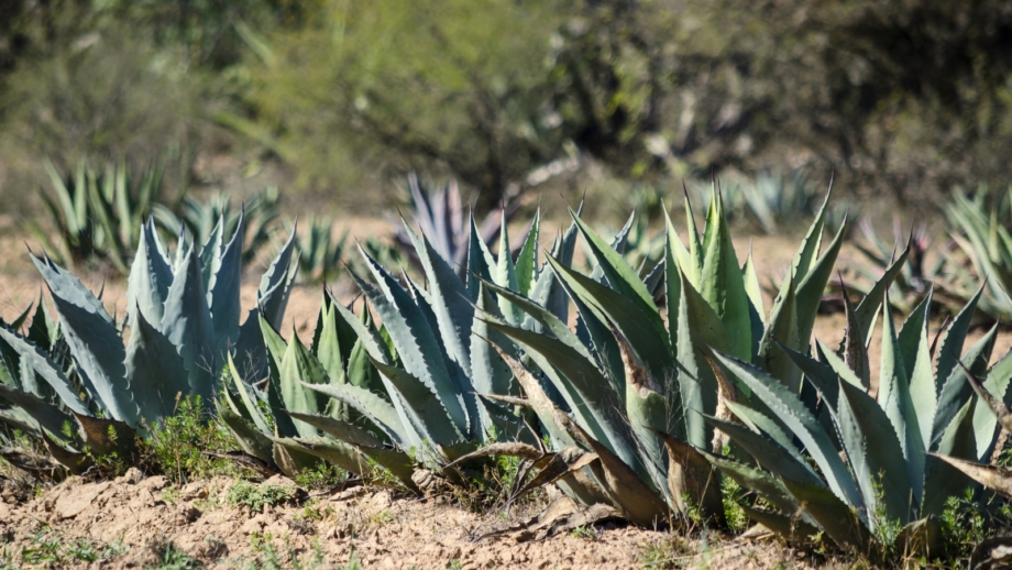What Kind of Soil Does Agave Need?