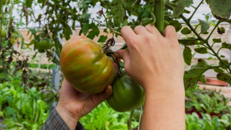 How to Plant, Grow, and Care for 'Black Krim' Tomatoes
