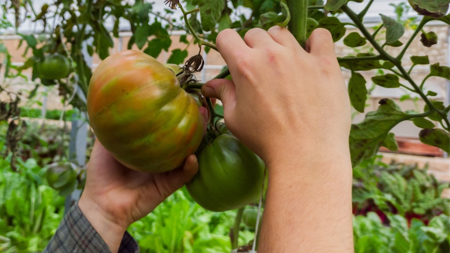 7 Unique and Unusual Tomatoes That Wow in the Garden