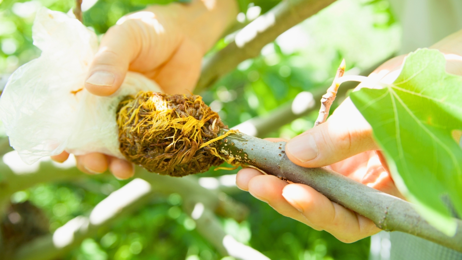 How to Plant, Grow, and Care for ‘Pancho’ Cold-Hardy Avocados