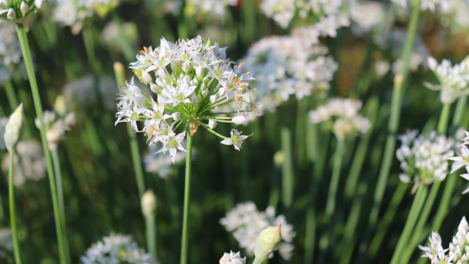 25 Cold-Hardy Herbs That Survive Winter in the Garden