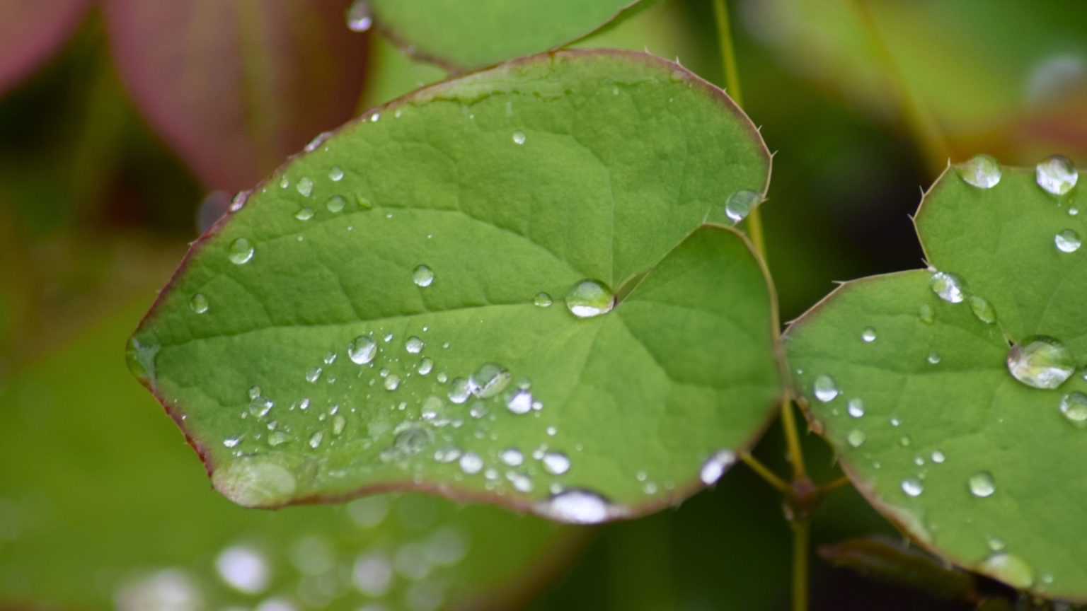 How to Plant, Grow, and Care For Epimediums