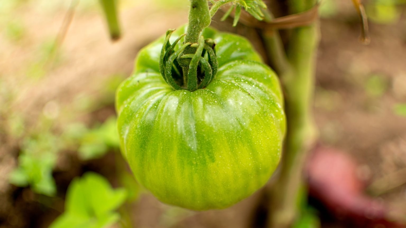 13 Prize-Winning Tomatoes You Need in Your Garden