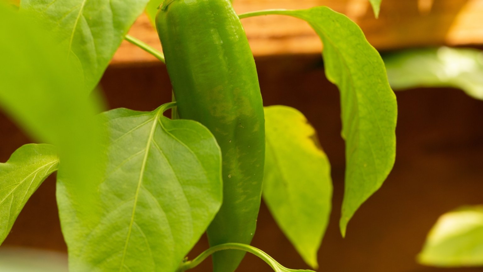How to Plant, Grow, and Care for Anaheim Peppers