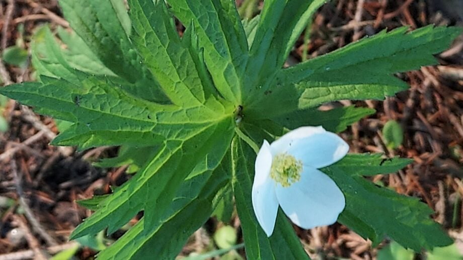 How to Plant, Grow, and Care for Anemone Canadensis
