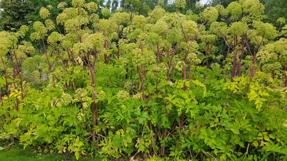 How to Plant, Grow, and Care For Angelica