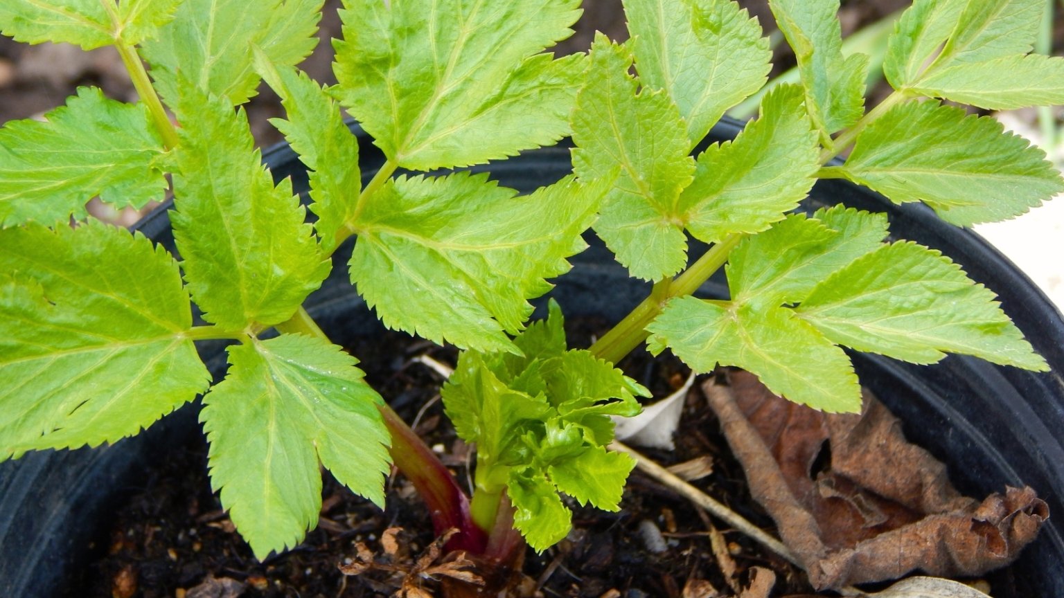 How to Plant, Grow, and Care For Angelica