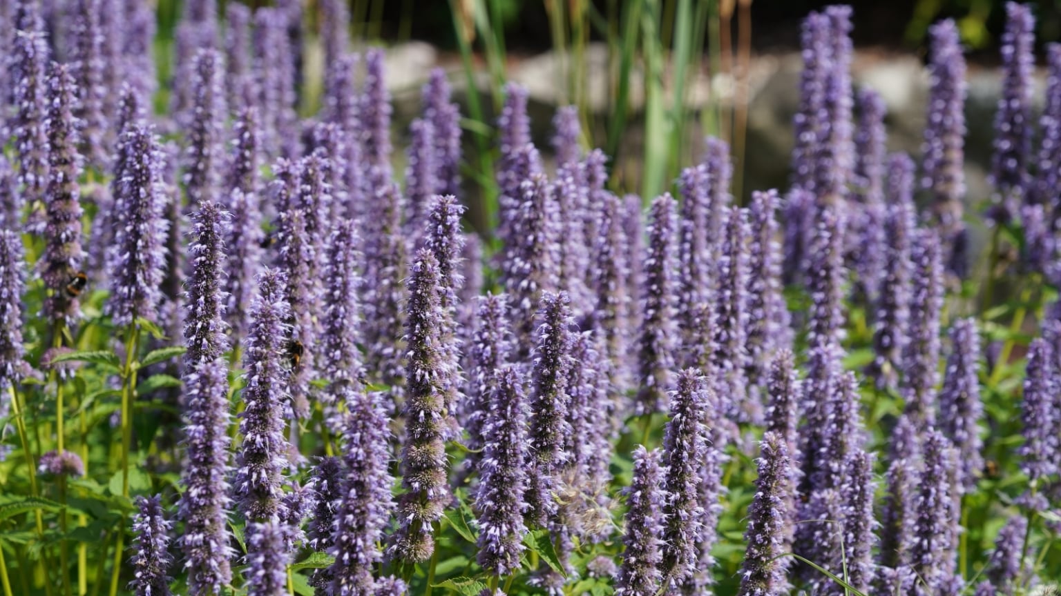How to Plant, Grow, and Care for Anise Hyssop
