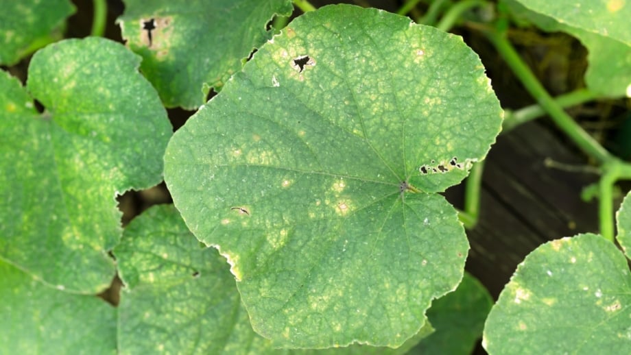 13 Zucchini Diseases: How to Identify, Prevent, and Treat Them