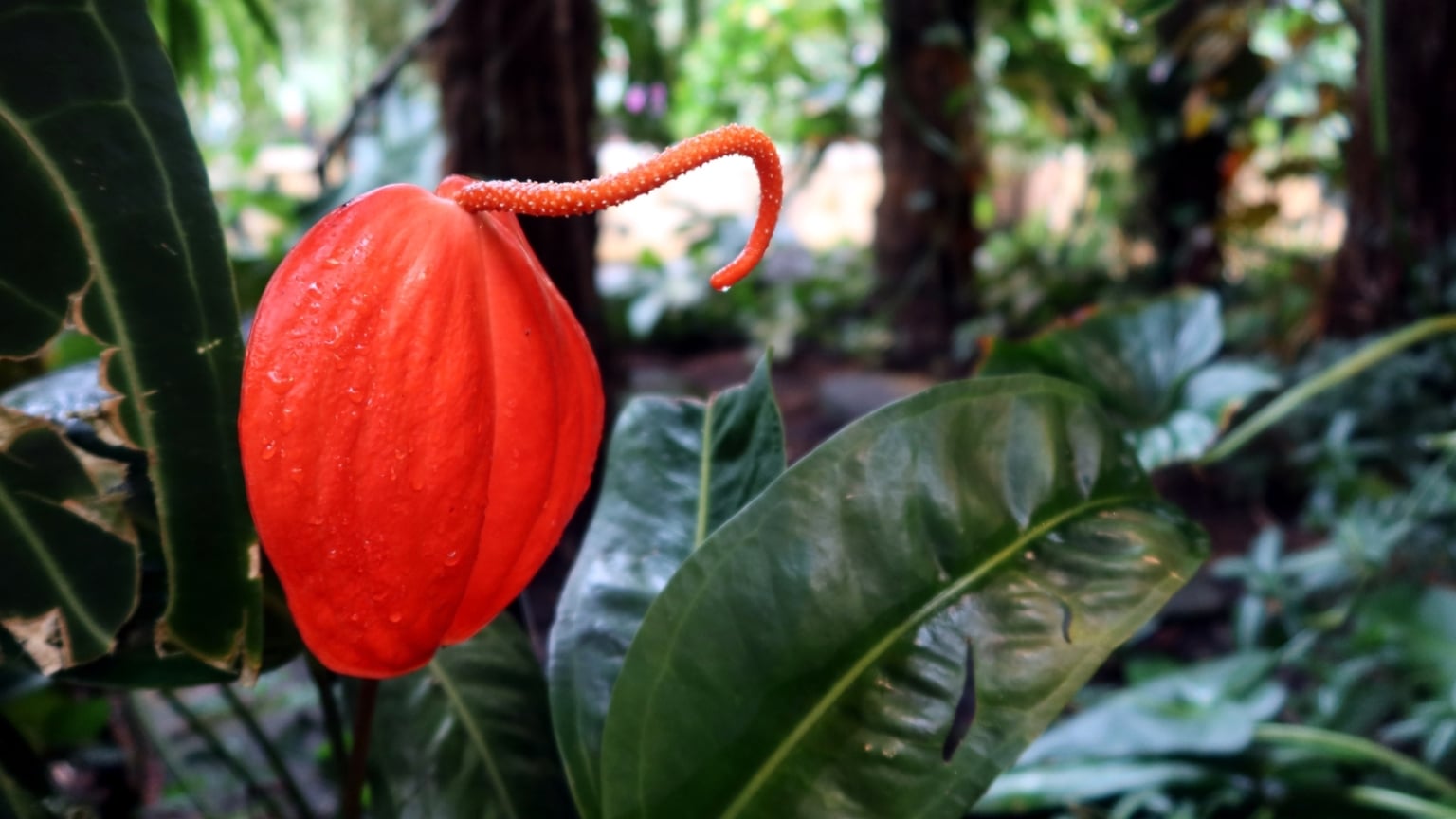 13 Tropical Plants With Red Flowers