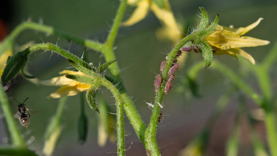 How to Plant, Grow, and Care for 'Sun Gold' Tomatoes