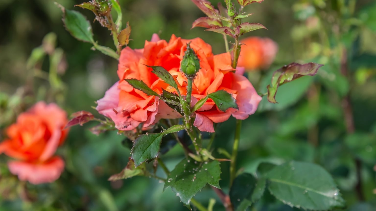 A Comprehensive Guide to Growing Roses in Zone 9