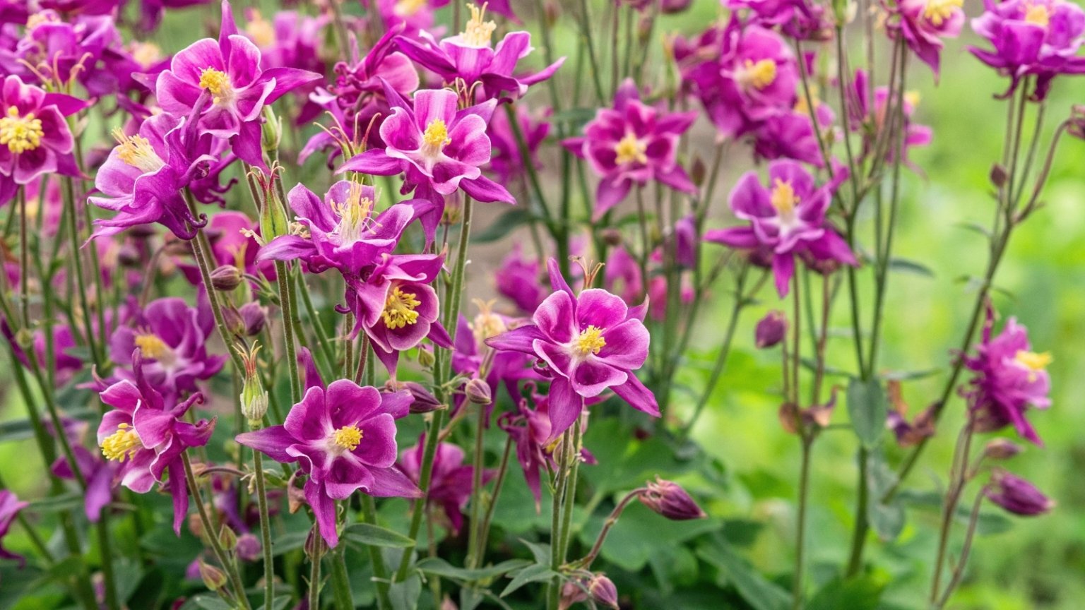 19 Beautiful Flowering Plants to Grow along Woodland Edges