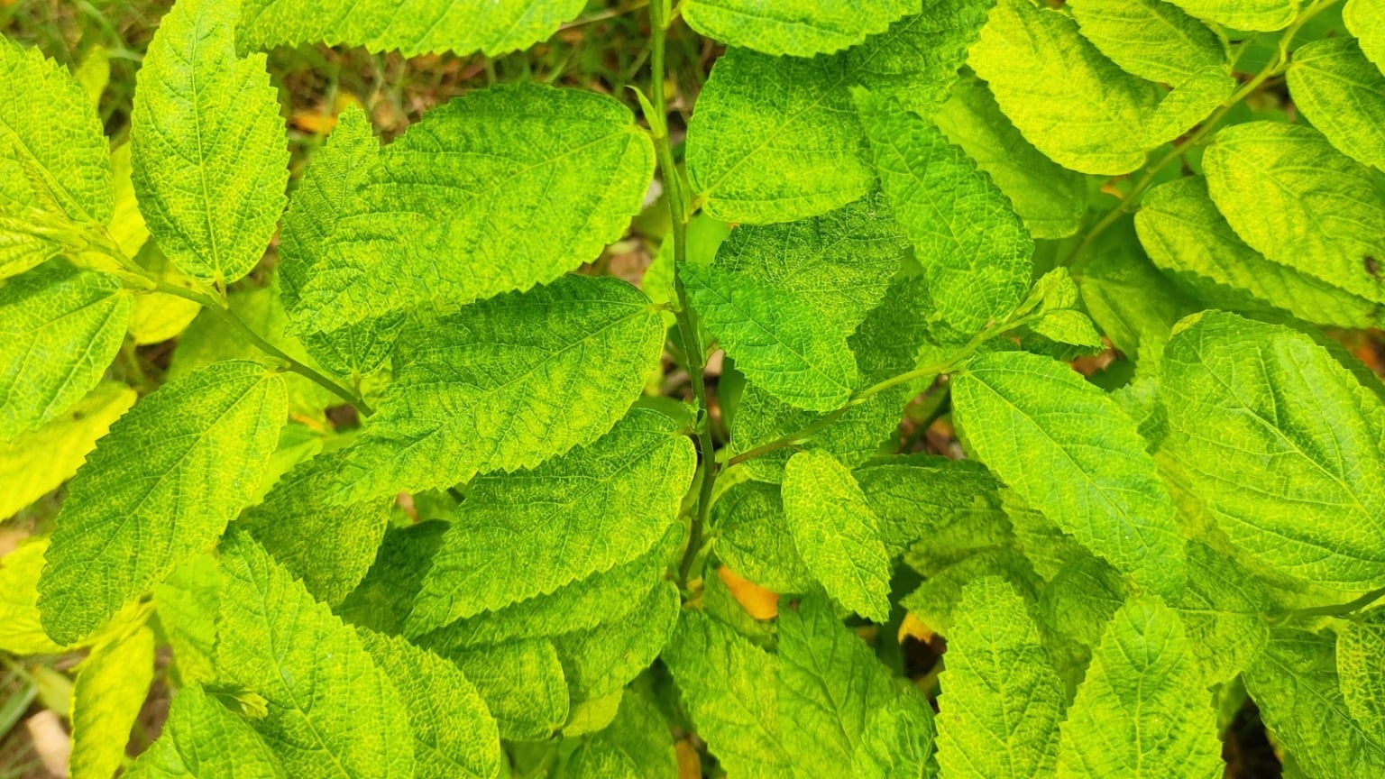How to Plant, Grow, and Care for 'Sun King' Aralia