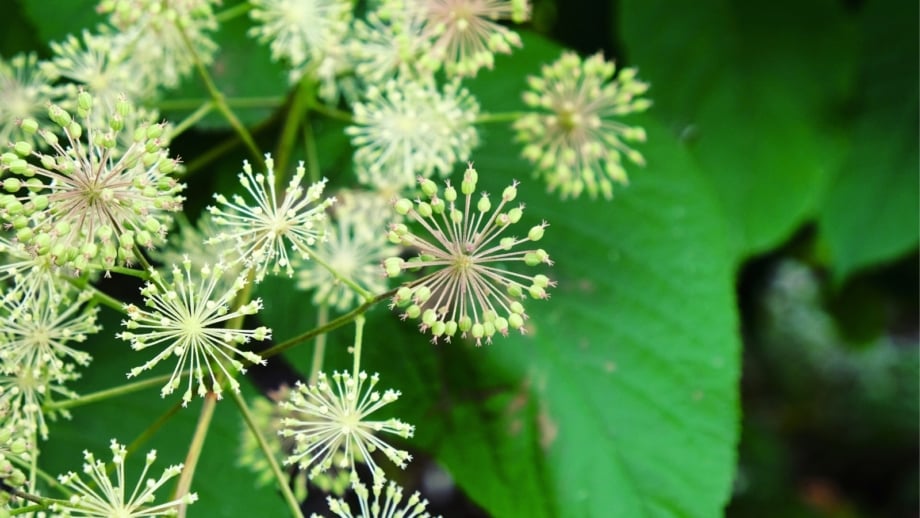 How to Plant, Grow, and Care for 'Sun King' Aralia