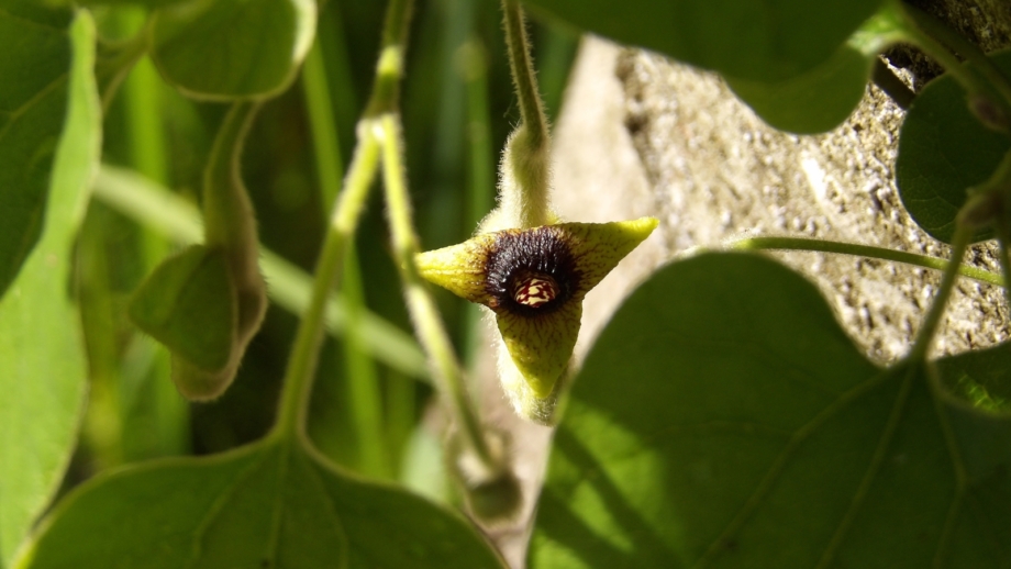 15 US-Native Climbing Plants and Vines