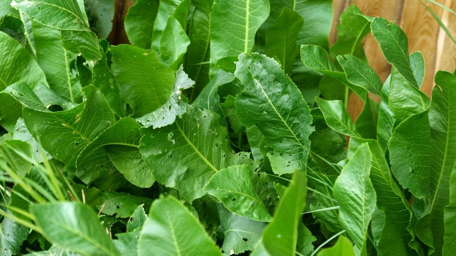 25 Cold-Hardy Herbs That Survive Winter in the Garden