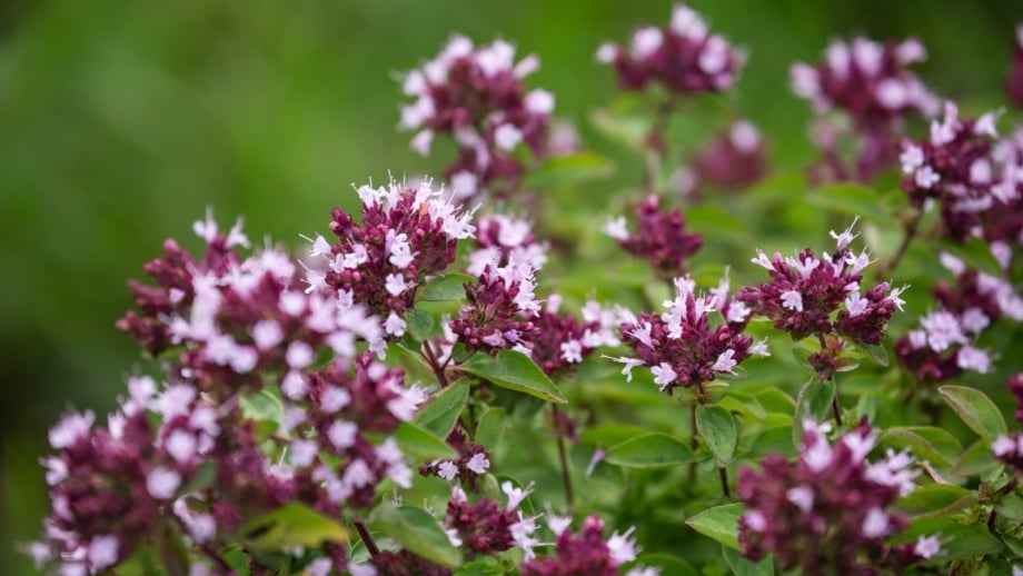 5 Gorgeous Varieties of Ornamental Oregano