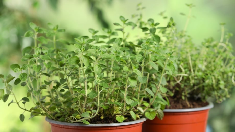 15 Herbs You Can Grow on Your Kitchen Windowsill