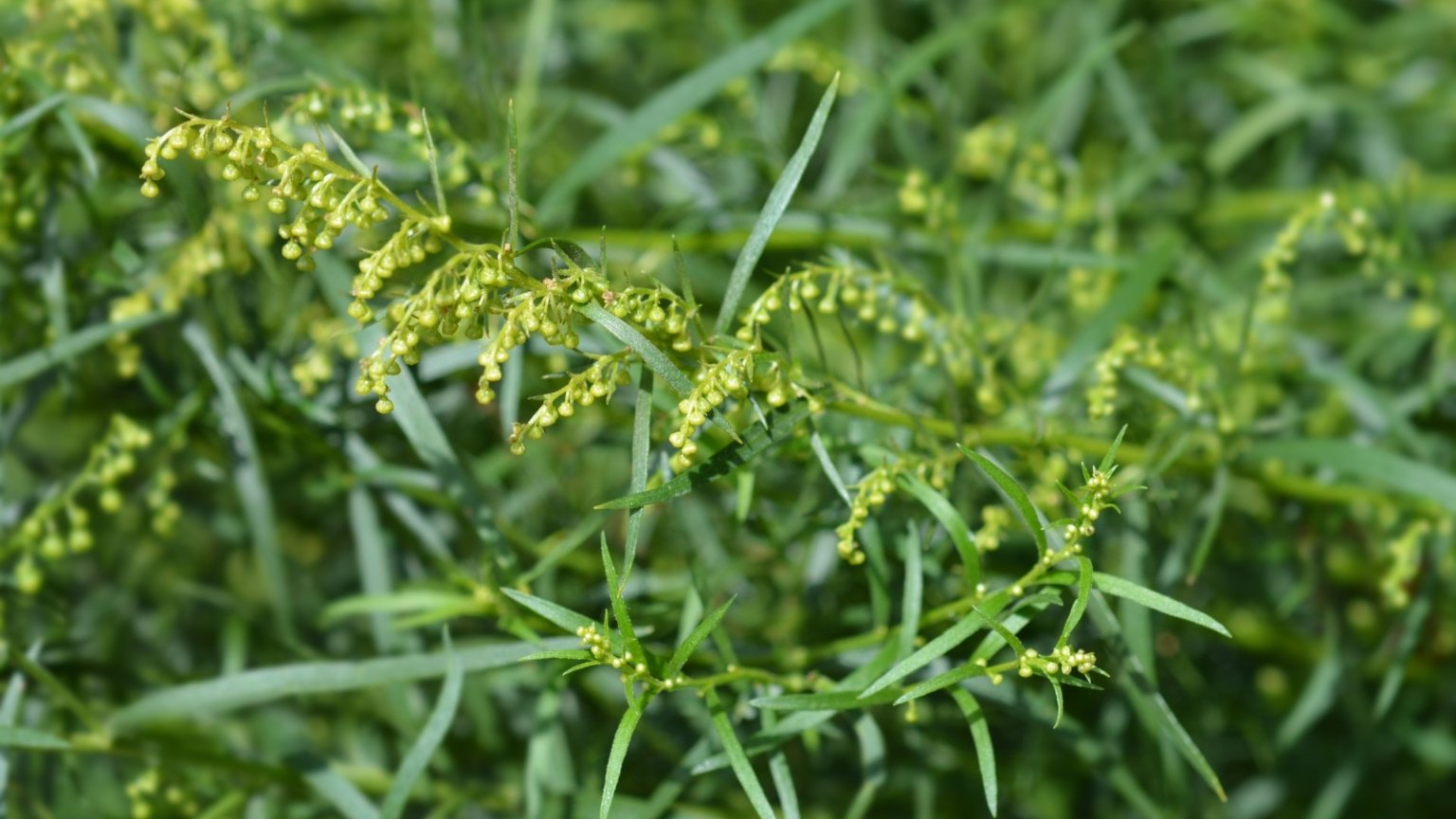 25 Cold-Hardy Herbs That Survive Winter in the Garden