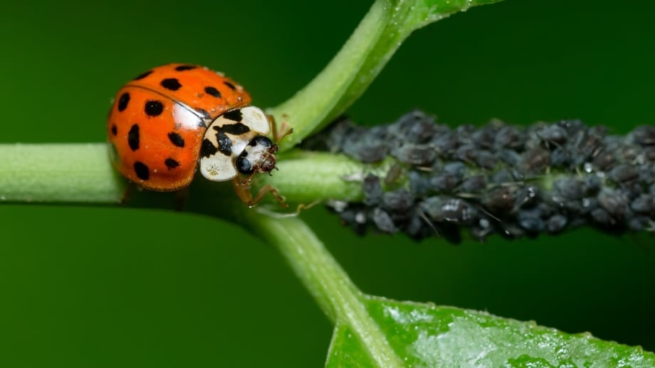 How to Tell The Difference Between Native US and Asian Ladybugs