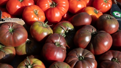 7 Unique and Unusual Tomatoes That Wow in the Garden