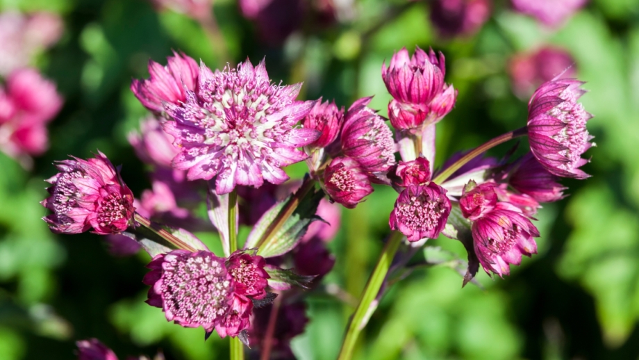 How to Plant, Grow, and Care For Astrantia