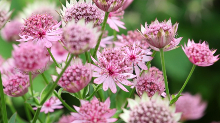 How to Plant, Grow, and Care For Astrantia