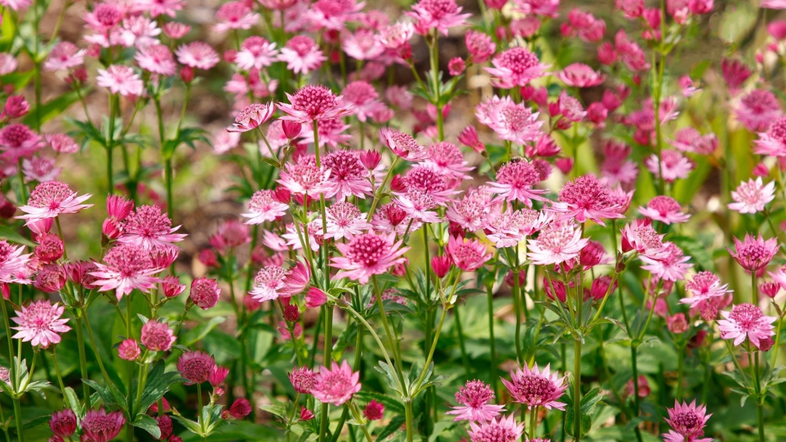 How to Plant, Grow, and Care For Astrantia