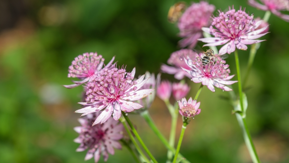 How to Plant, Grow, and Care For Astrantia