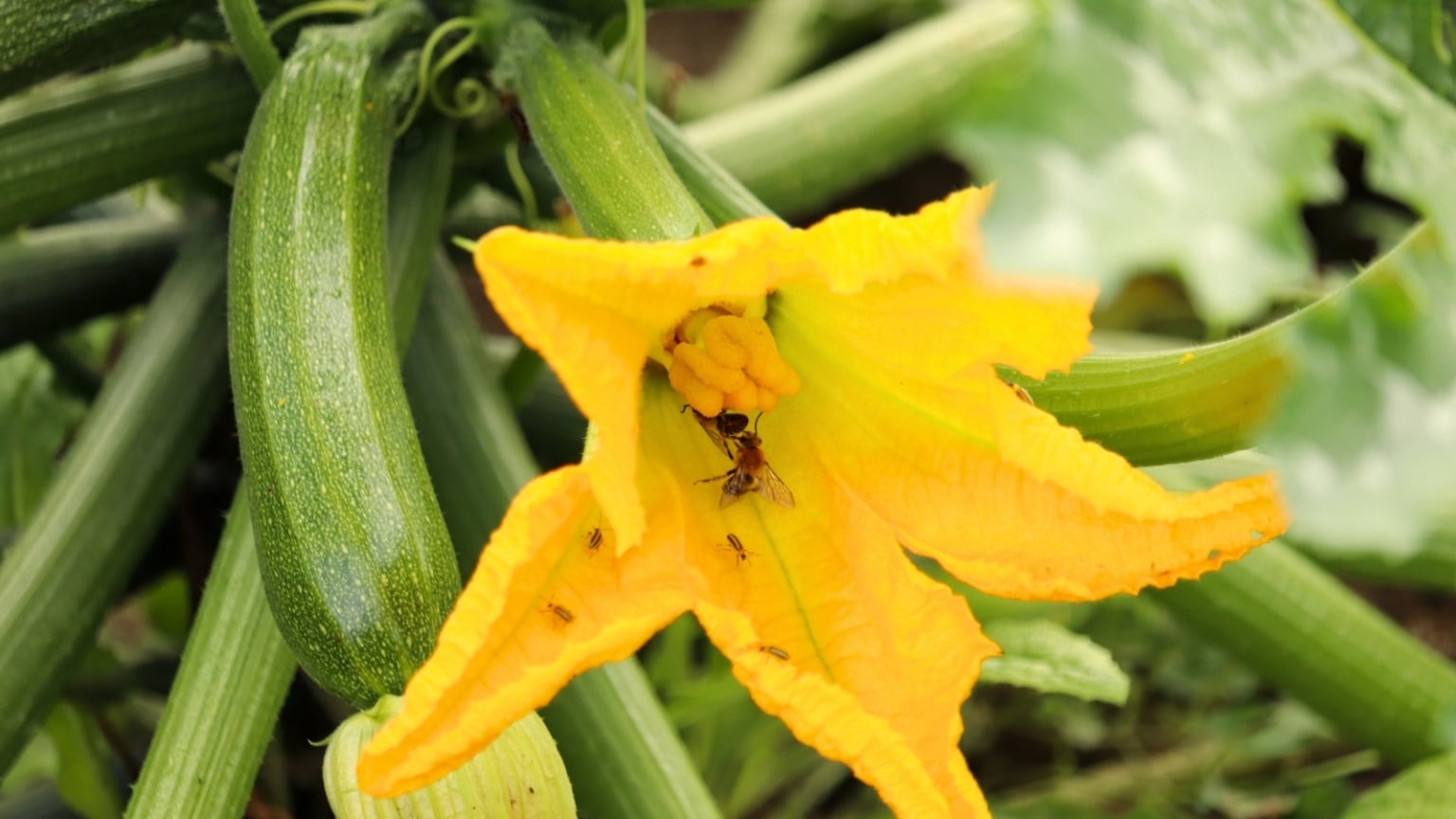 How to Grow Squash in Raised Beds: 9 Pro Tips