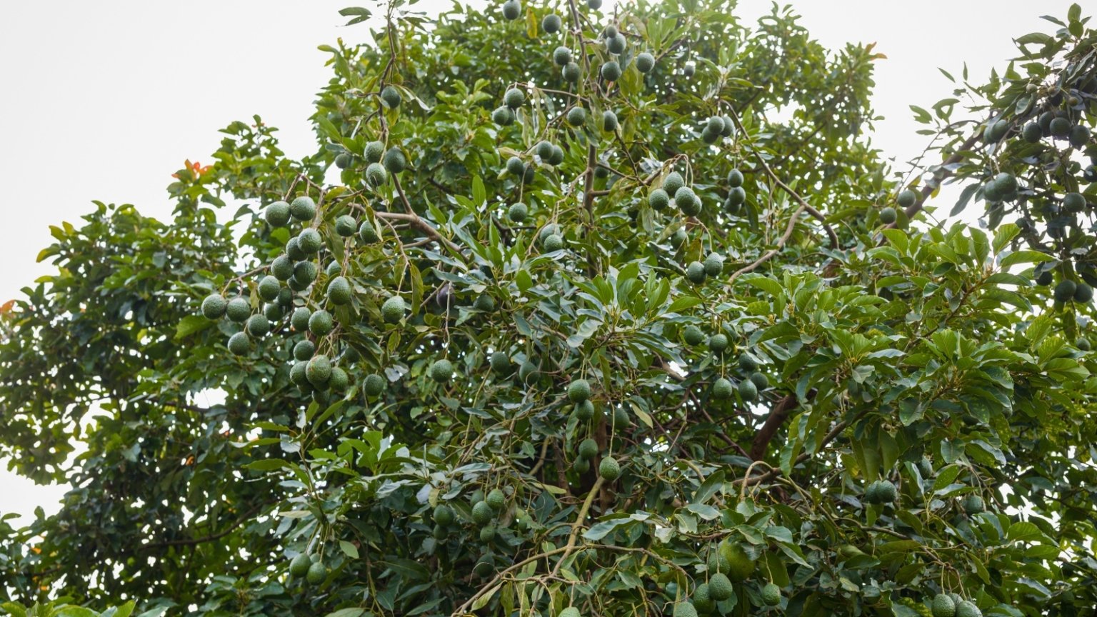 How to Plant, Grow, and Care for ‘Pancho’ Cold-Hardy Avocados