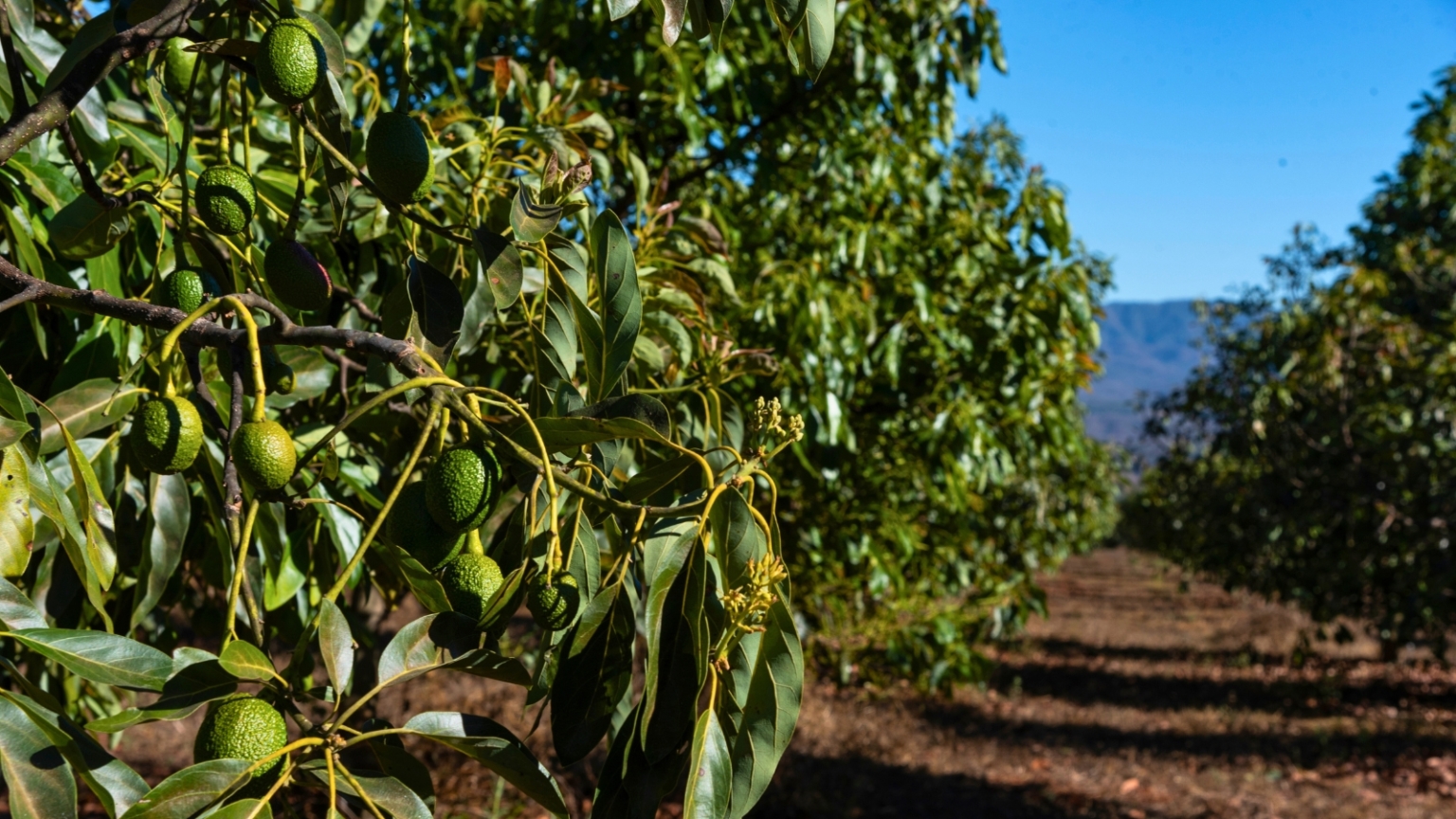How to Plant, Grow, and Care for ‘Pancho’ Cold-Hardy Avocados