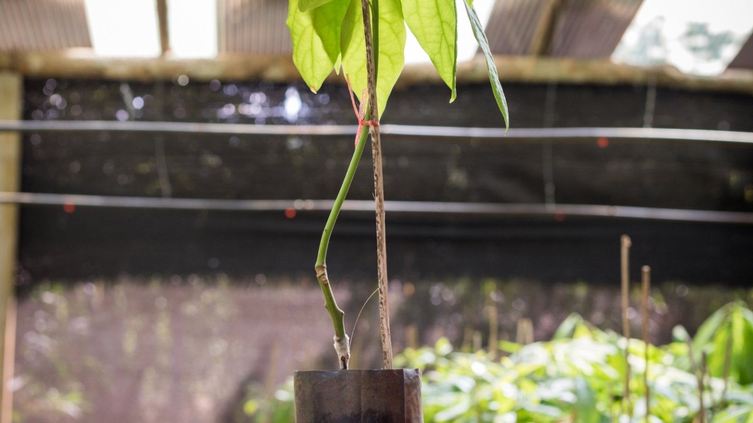 How to Plant, Grow, and Care for 'Bacon' Avocado Trees