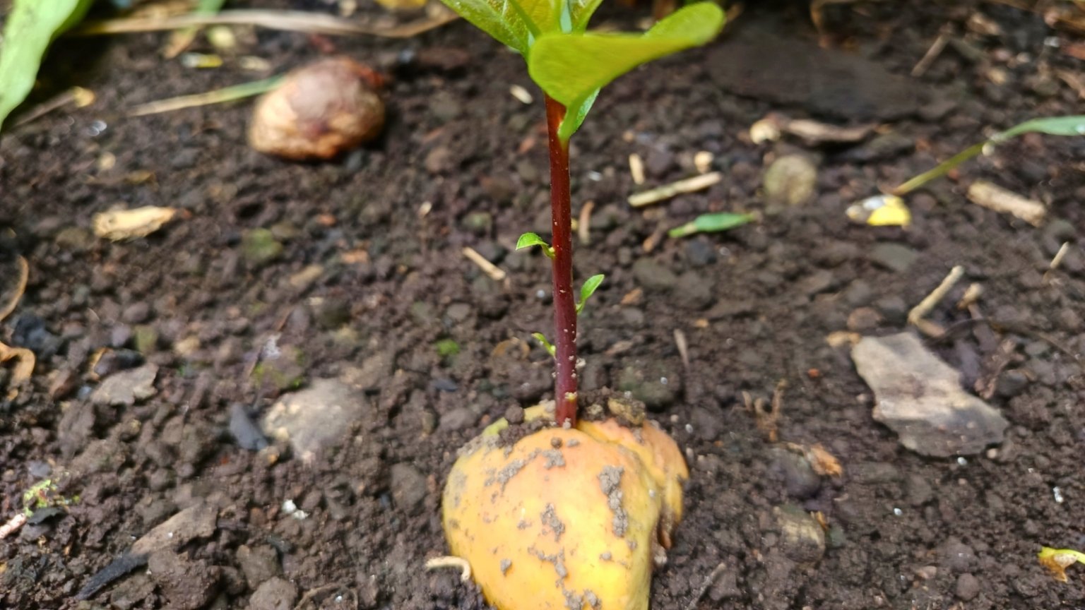 How to Plant, Grow, and Care for ‘Pancho’ Cold-Hardy Avocados