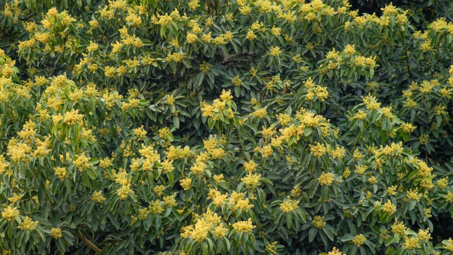 How to Plant, Grow, and Care for 'Bacon' Avocado Trees