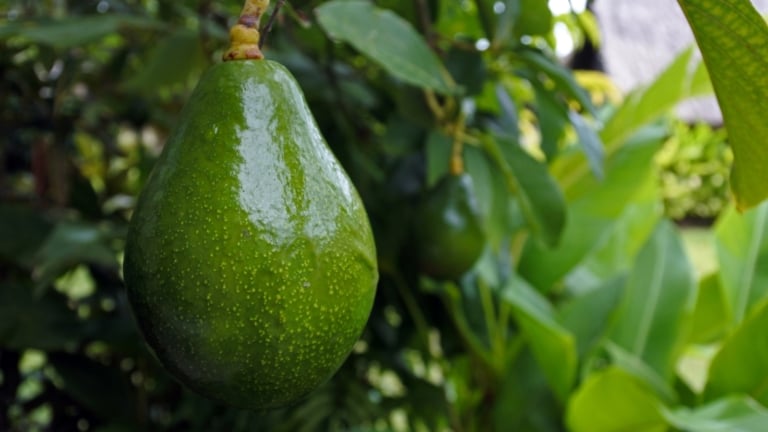 5 Best Avocado Trees for Home Gardens