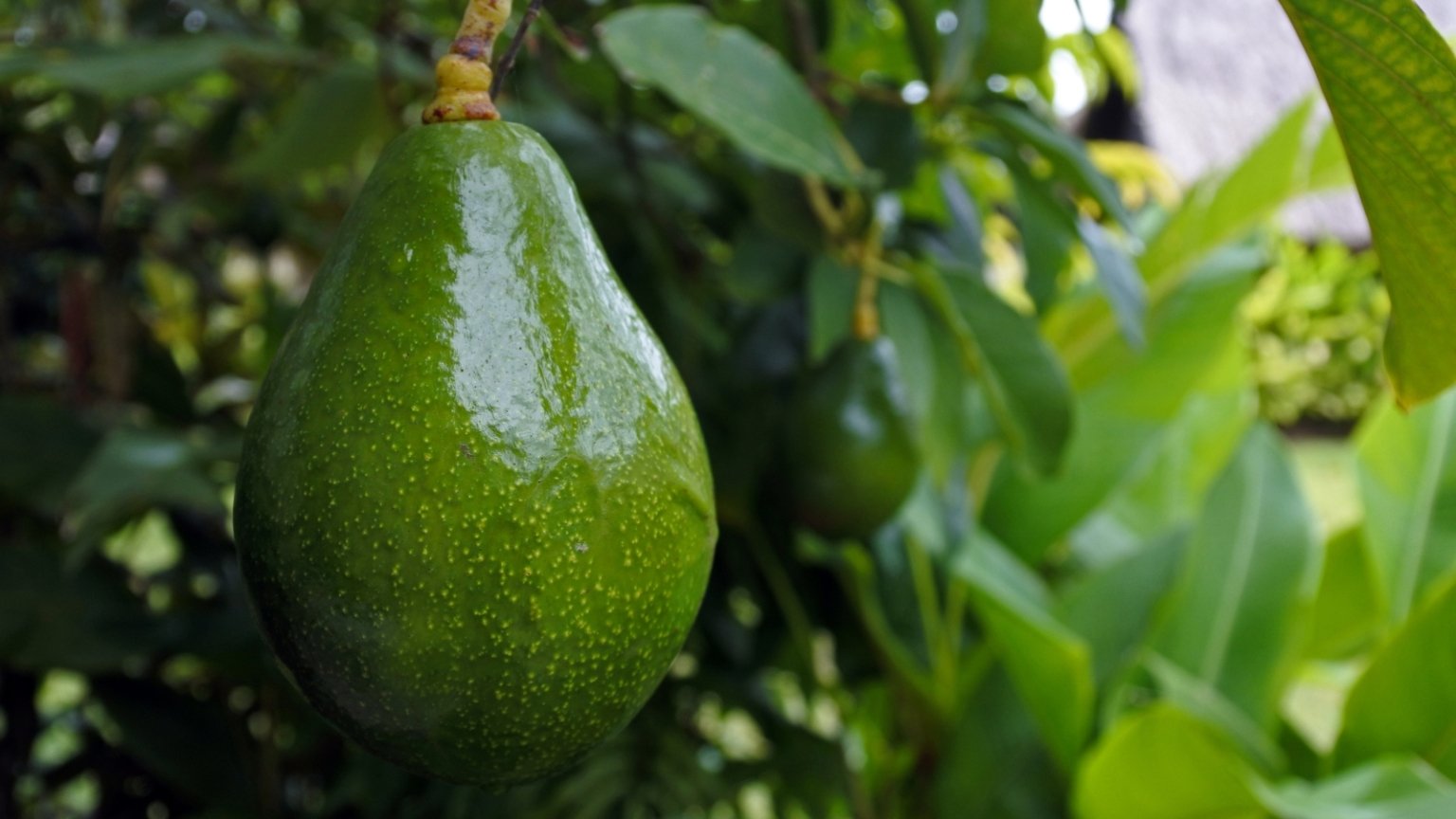 How to Plant, Grow, and Care for 'Bacon' Avocado Trees