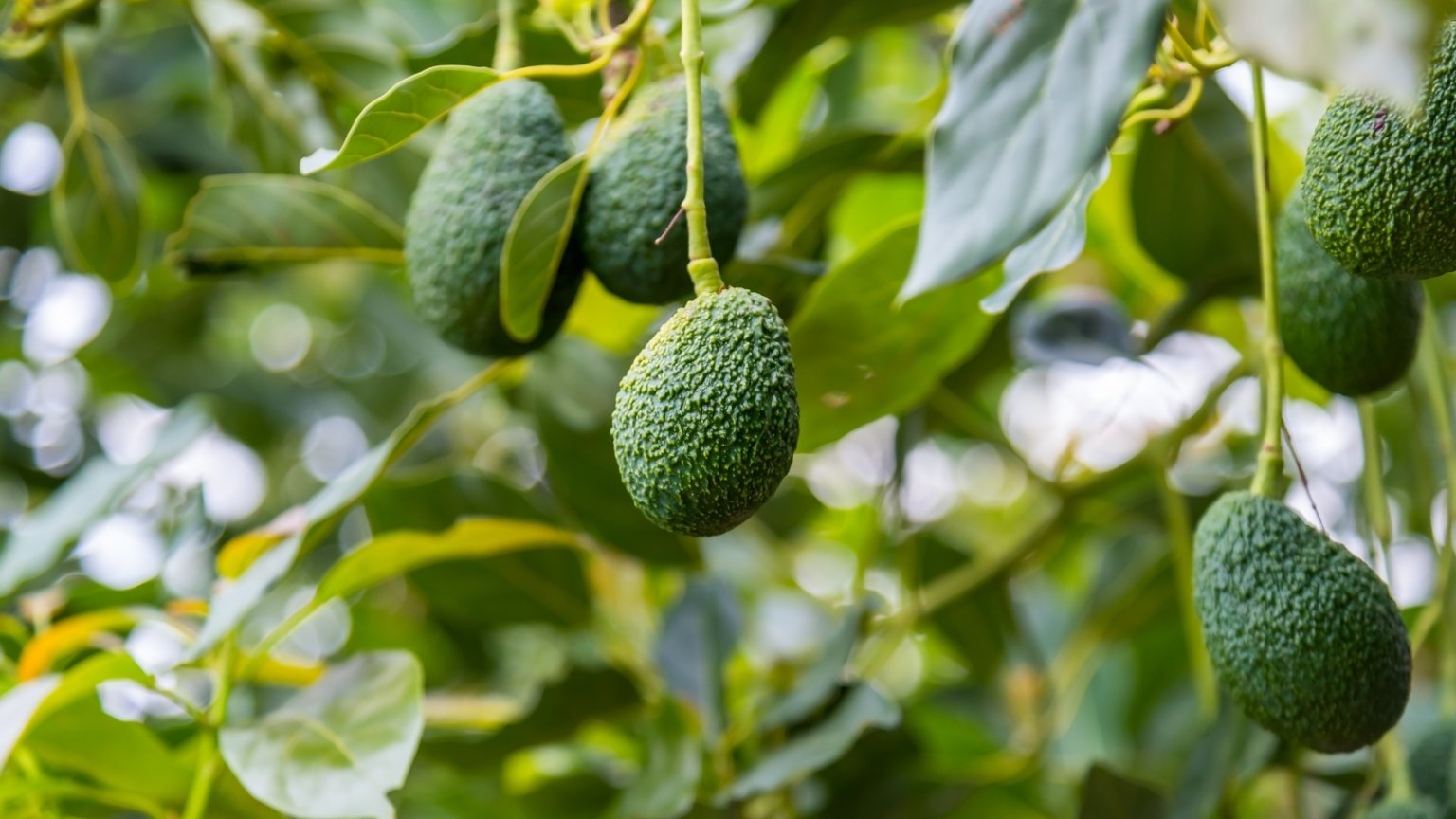 15 Fruit Trees That Thrive in Florida Gardens