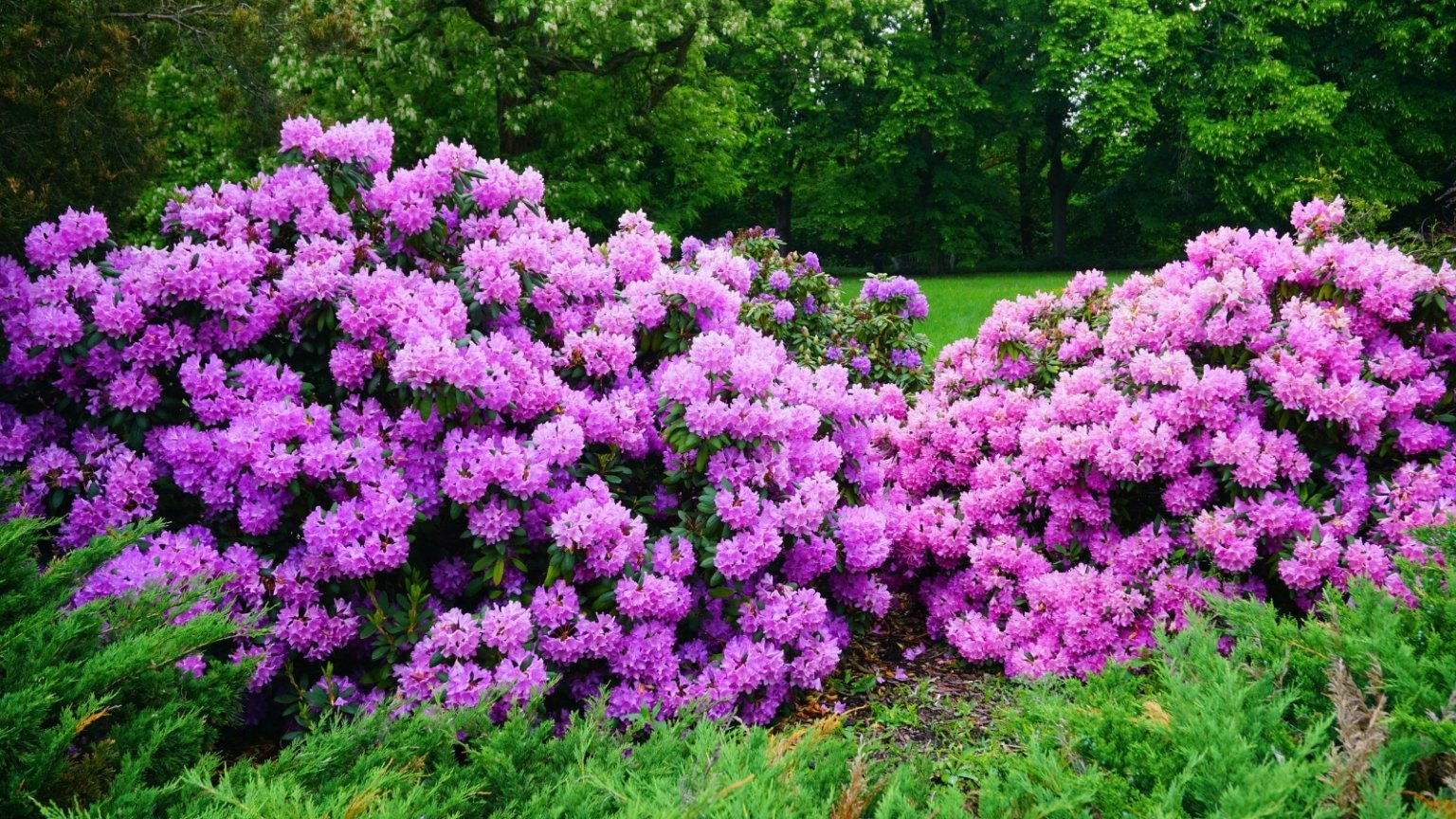 Hydrangeas vs. Rhododendrons: Which is the Better Choice for Your Garden?
