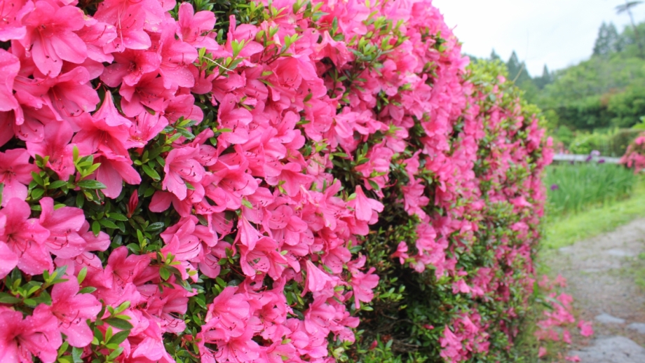 31 Flowering Foundation Plants That Boost Your Home’s Value