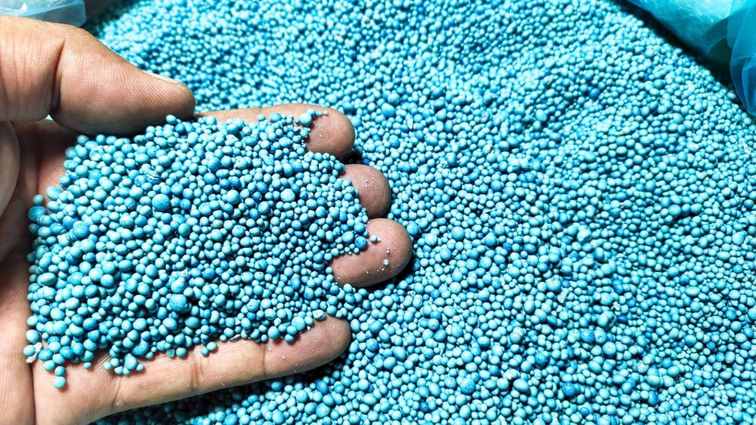 How to Plant, Grow, and Care for Ammi